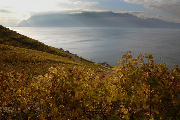 Dézaley – Appellation Dézaley Grand Cru